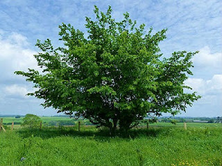 El Avellano y su Significado