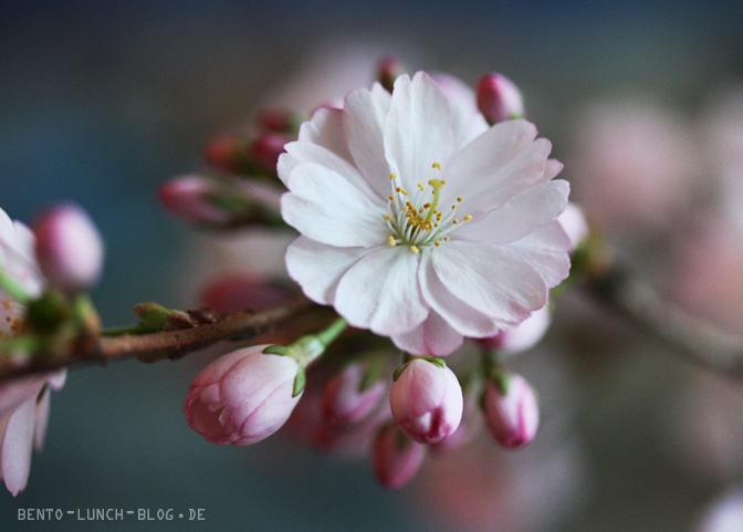 Bento Lunch Blog: Sakura (Kirschblüten) zum Frühstück & aktuelle Termine