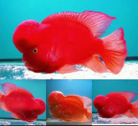 Daftar Jenis Ikan Louhan dan Harganya Lengkap - Om Ikan