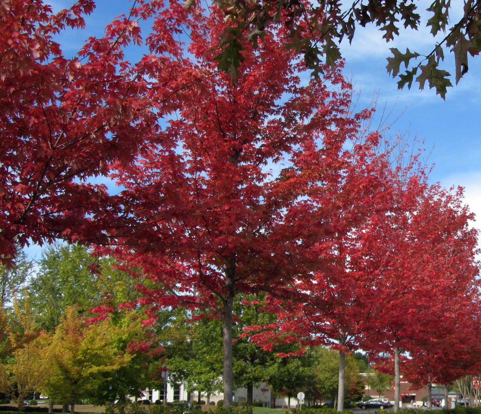 Using Georgia Native Plants: October 2012