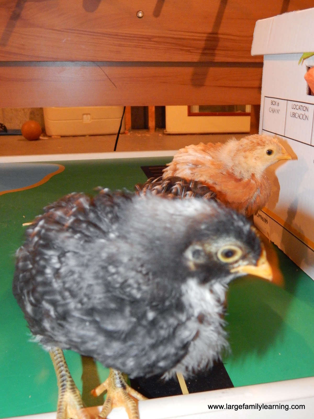 Large Family Learning : Raising Baby Chicks: 3 Weeks Old