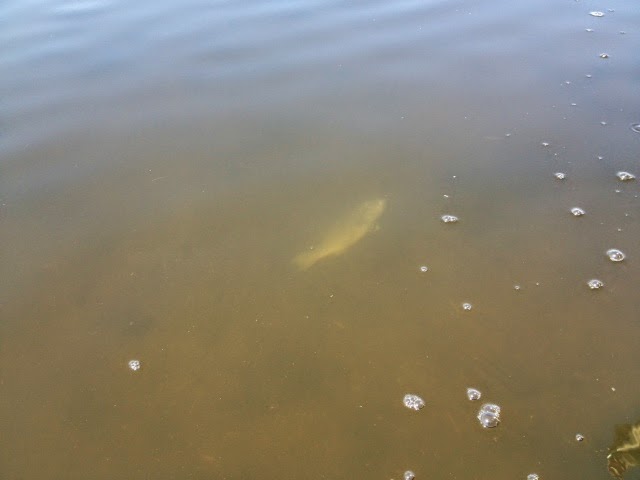 The Ripple Effect: Fish Kills Become Evident as Brutal Winter Ends