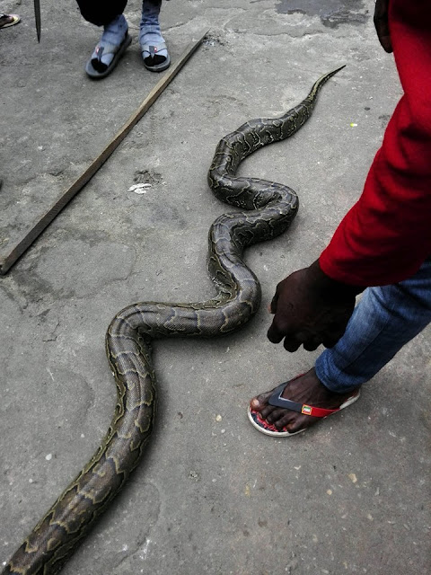 NewsEye™ Media: Photos: Some Men Take Selfies With This Giant Snake ...
