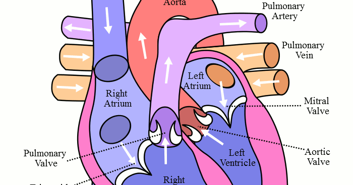 CIRCULATION OF BLOOD THROUGH HUMAN HEART