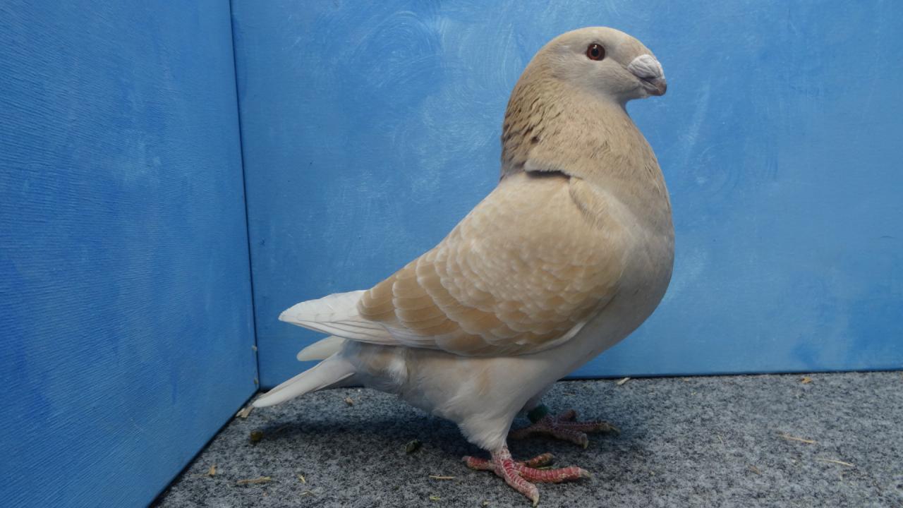 American Show Racer - Pigeons fall