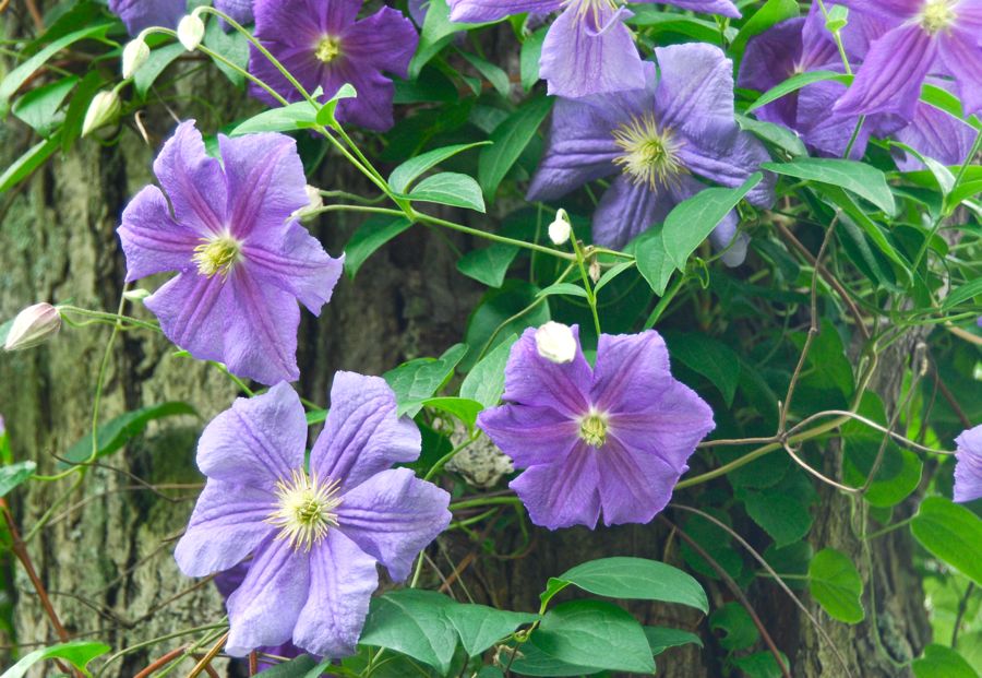 Wife, Mother, Gardener: How to Train a Clematis on a Tree Trunk
