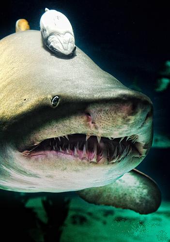 Artes de Pesca: VAMOS A PESCAR RÉMOLA