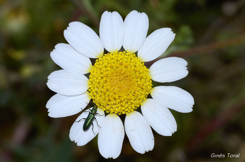 LaPedrera: Jumilla en primavera. (2011)