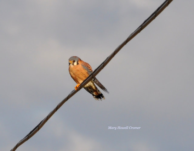Red-shouldered Hawks of Tingsgrove and Beyond: They Just Looked Good ...