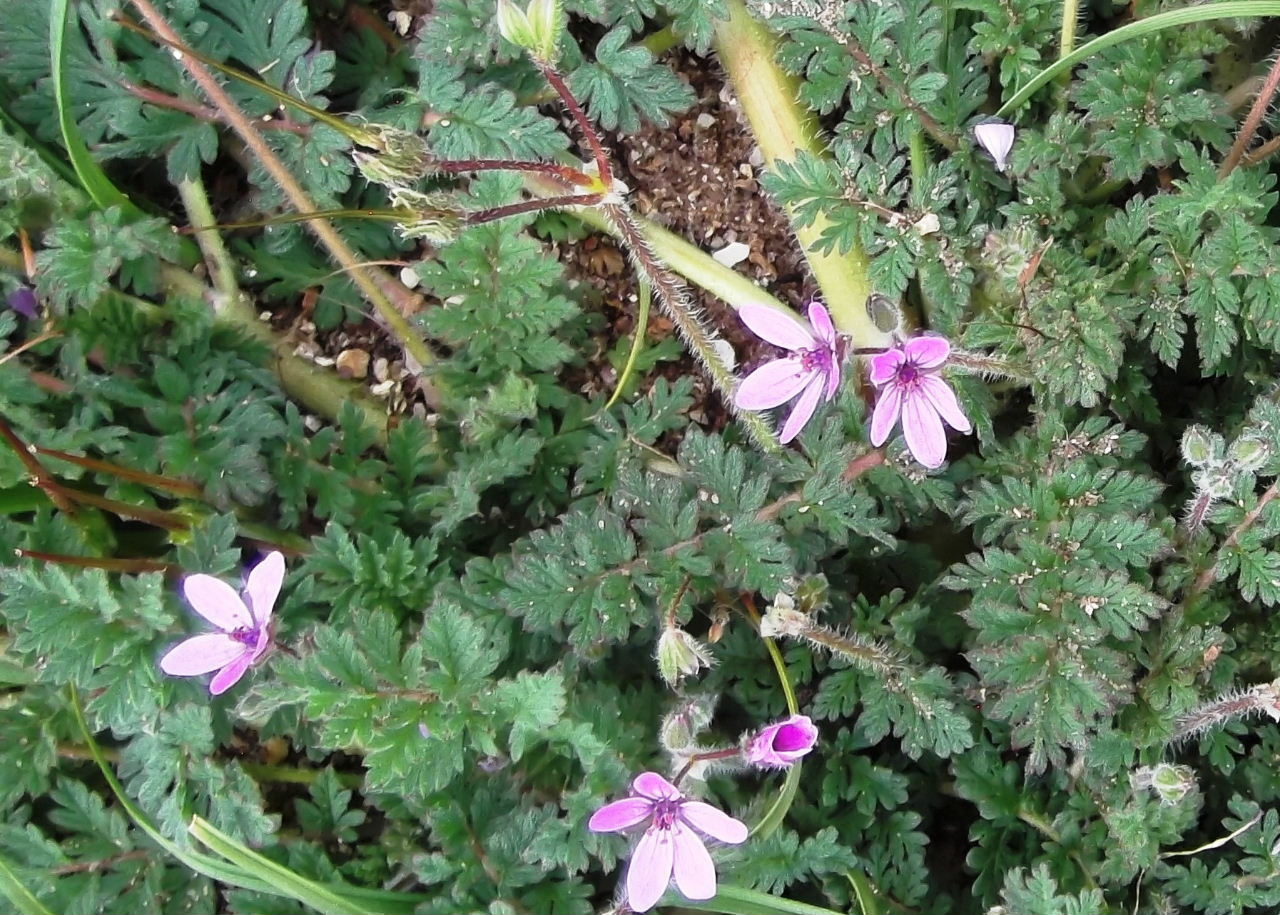 Largo Baywatch: Common Storksbill