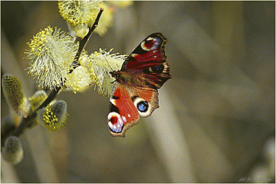 Narzędzia i aplikacje internetowe: BlogGif