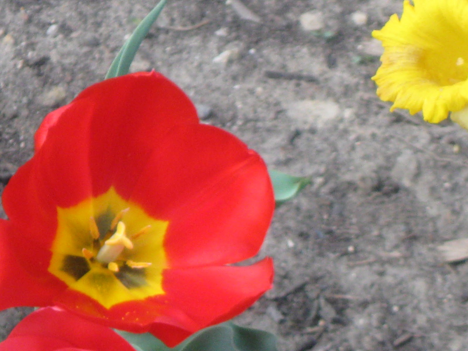 My Front Yard Garden (2012) | The Real Myfarm