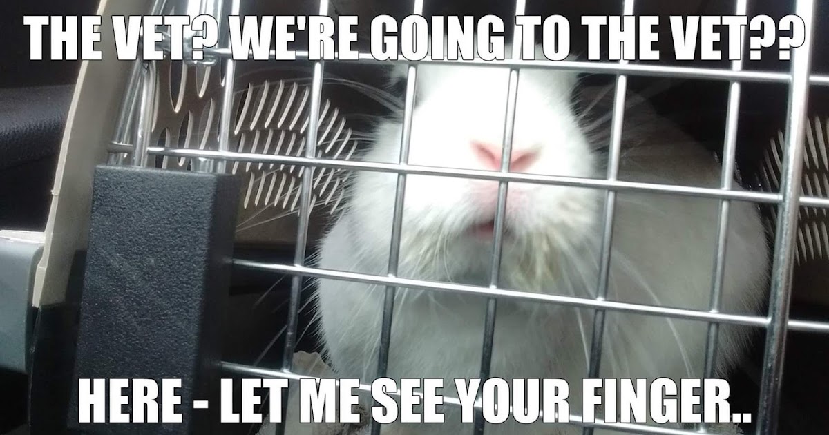 Rabbit Ramblings: Funny Bunny Monday Meme*day