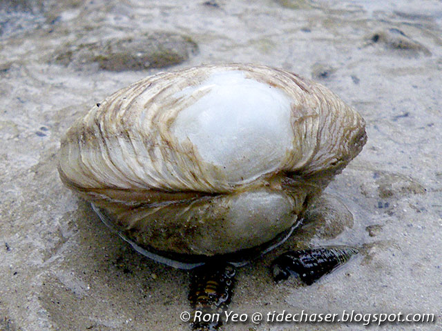 tHE tiDE cHAsER: Heterodont Bivalves (Phylum Mollusca: Subclass ...
