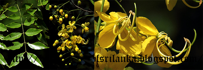 Biodiversity of Sri Lanka: ඇහැළ[Ehela]/Indian Laburnum/Shower of Gold ...