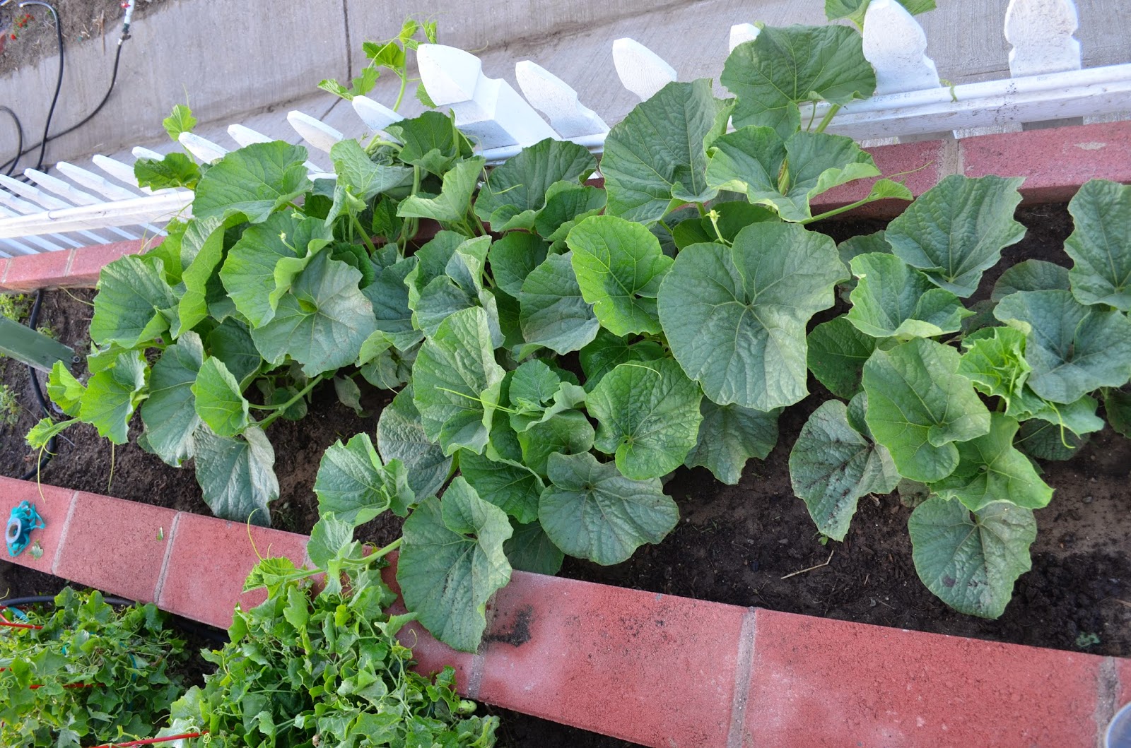 Entertaining From an Ethnic Indian Kitchen: Garden tour 2: The kitchen ...