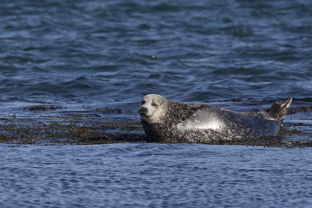 Wessex Wildlife: Goats and grey seals
