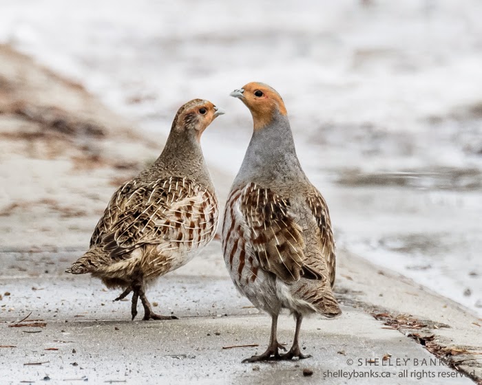 Prairie Nature: A Pair of Wintery Gray Partridges Drop By