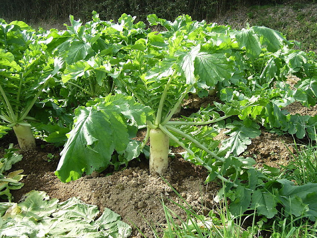 We love Our Bangladesh: Radish (Mula) is a winter vegetables in Bangladesh