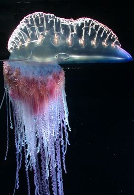 CUADERNO DE CAMPO del Treparriscos: Fisalia, La Fragata Portuguesa.