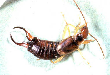 Earwig - Insects World