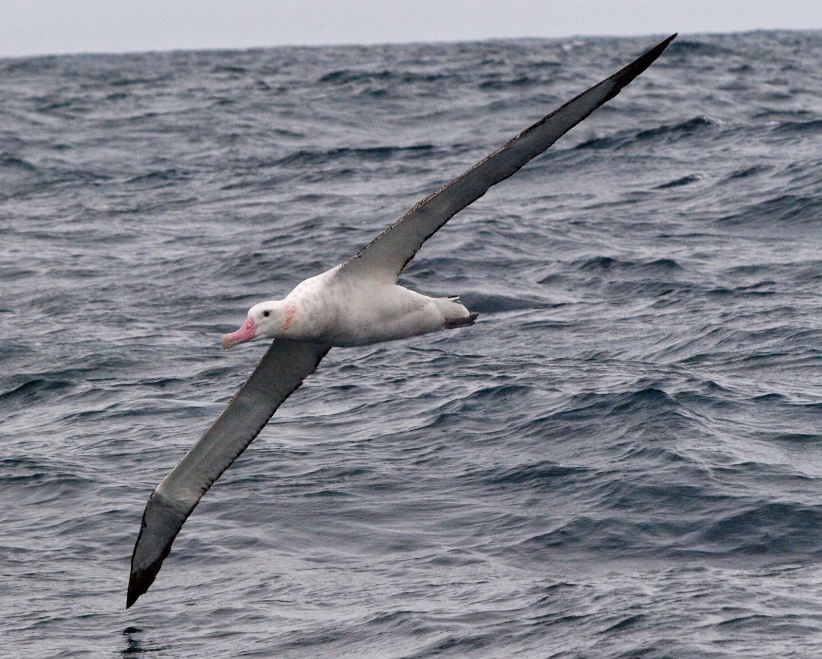 birding the costa: 10: The tubenoses - stormies, shearwaters, petrels ...