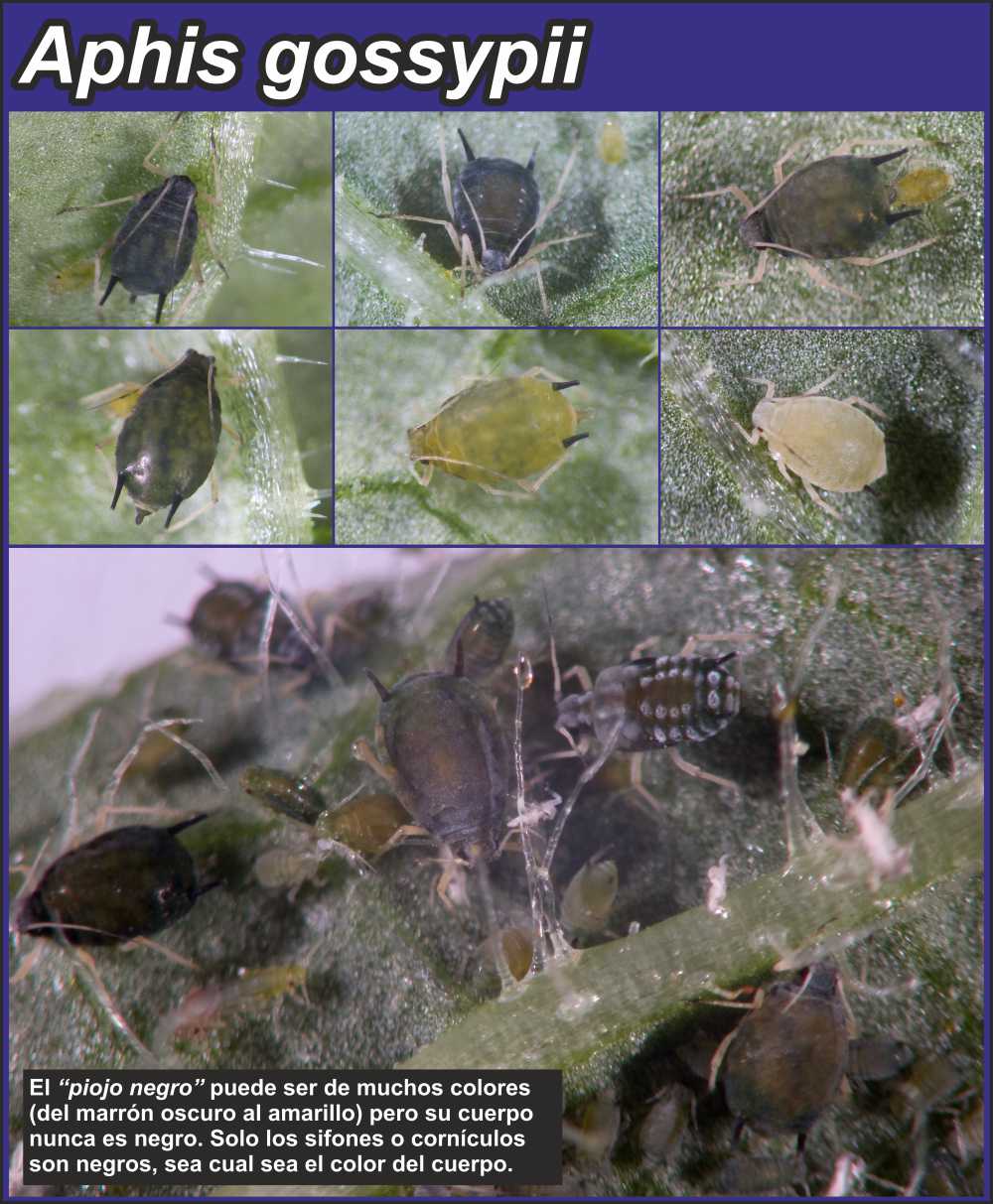 Homo agricola: agosto 2012