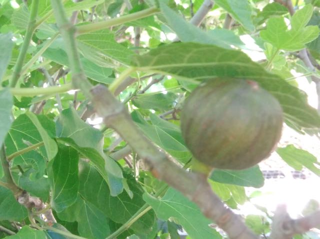 The Food Garden Group Blog: Getting the Best out of your Fig Tree - Part 2