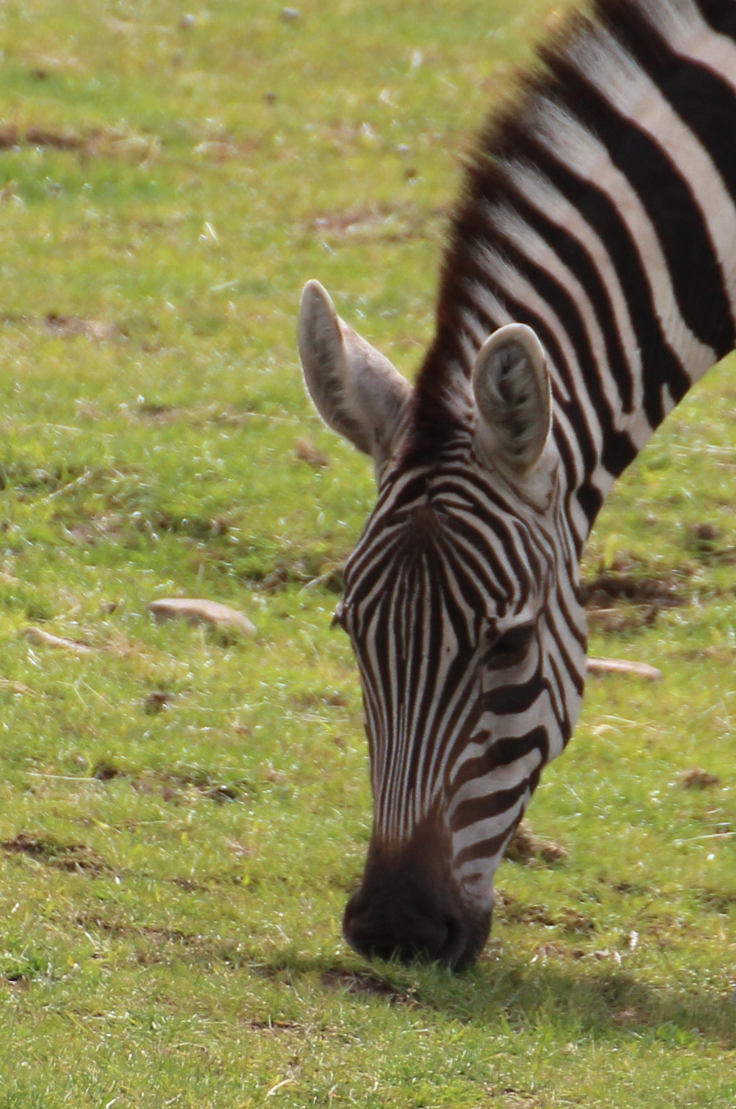 Zoogdieren: 'Alle' 68 Soorten