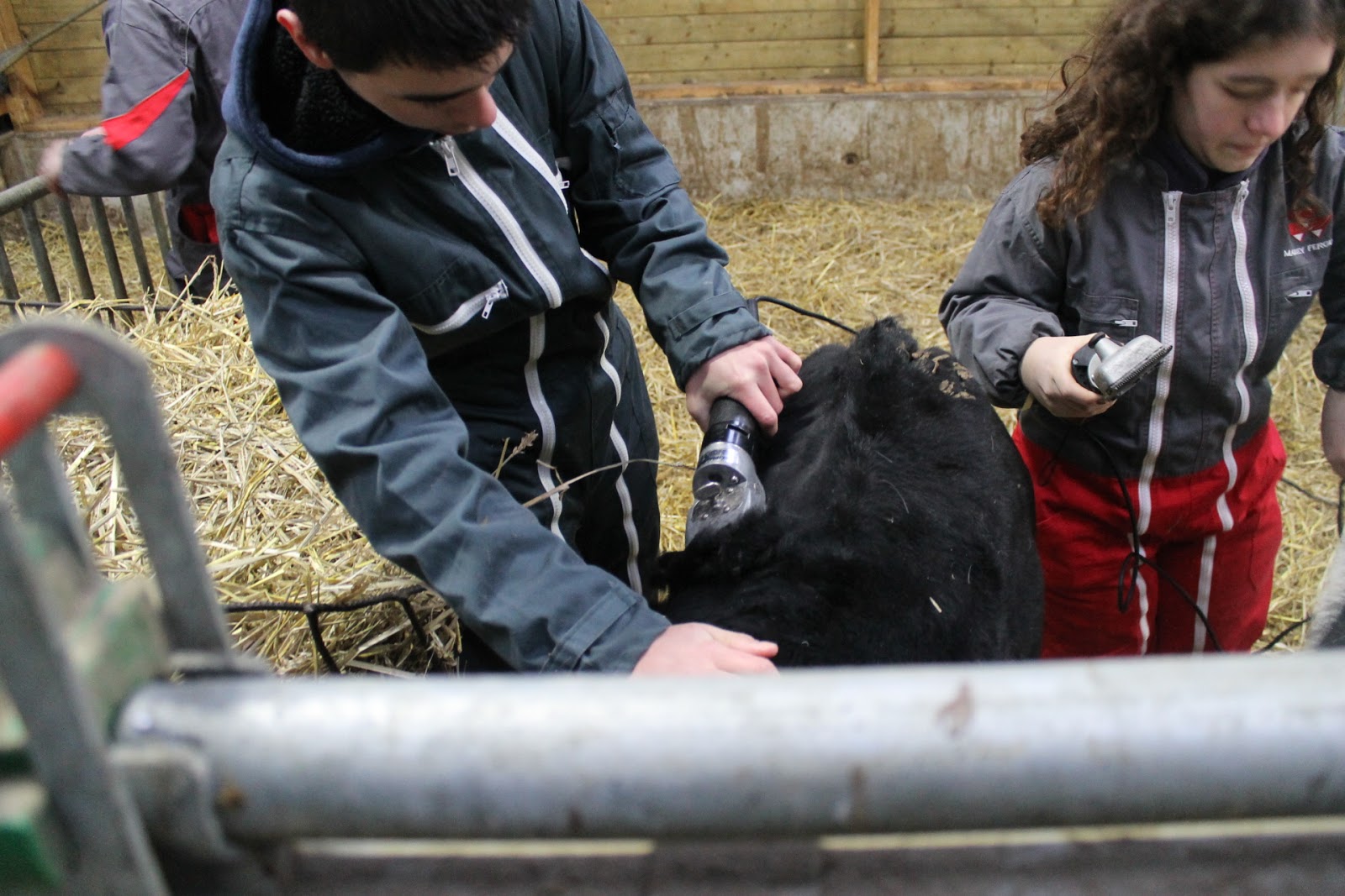 La préparation d’un bovins au concours ~ tnla-2017-domaineradinghem