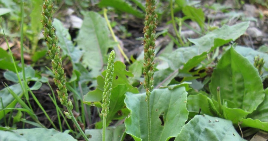 Arrowhead Alpines Blog: Playing with weeds