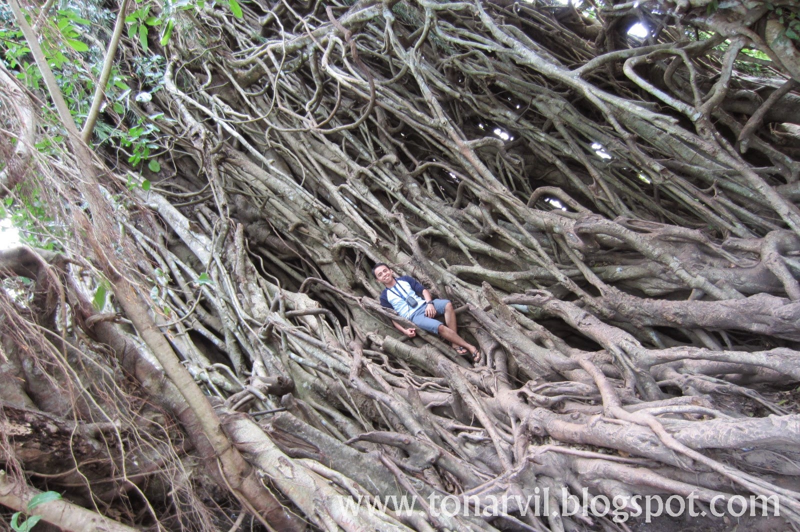 The Outgoing Navigator: Aurora's Balete Tree: The Spooky Encounter