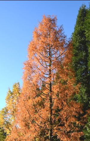 Northwest Conifer Connections: Fall Conifer Colors