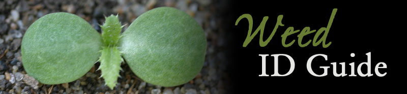 Missouri Beginning Farming: New Weed Identification Website Missouri Beginning Farming: New Weed Identification Website