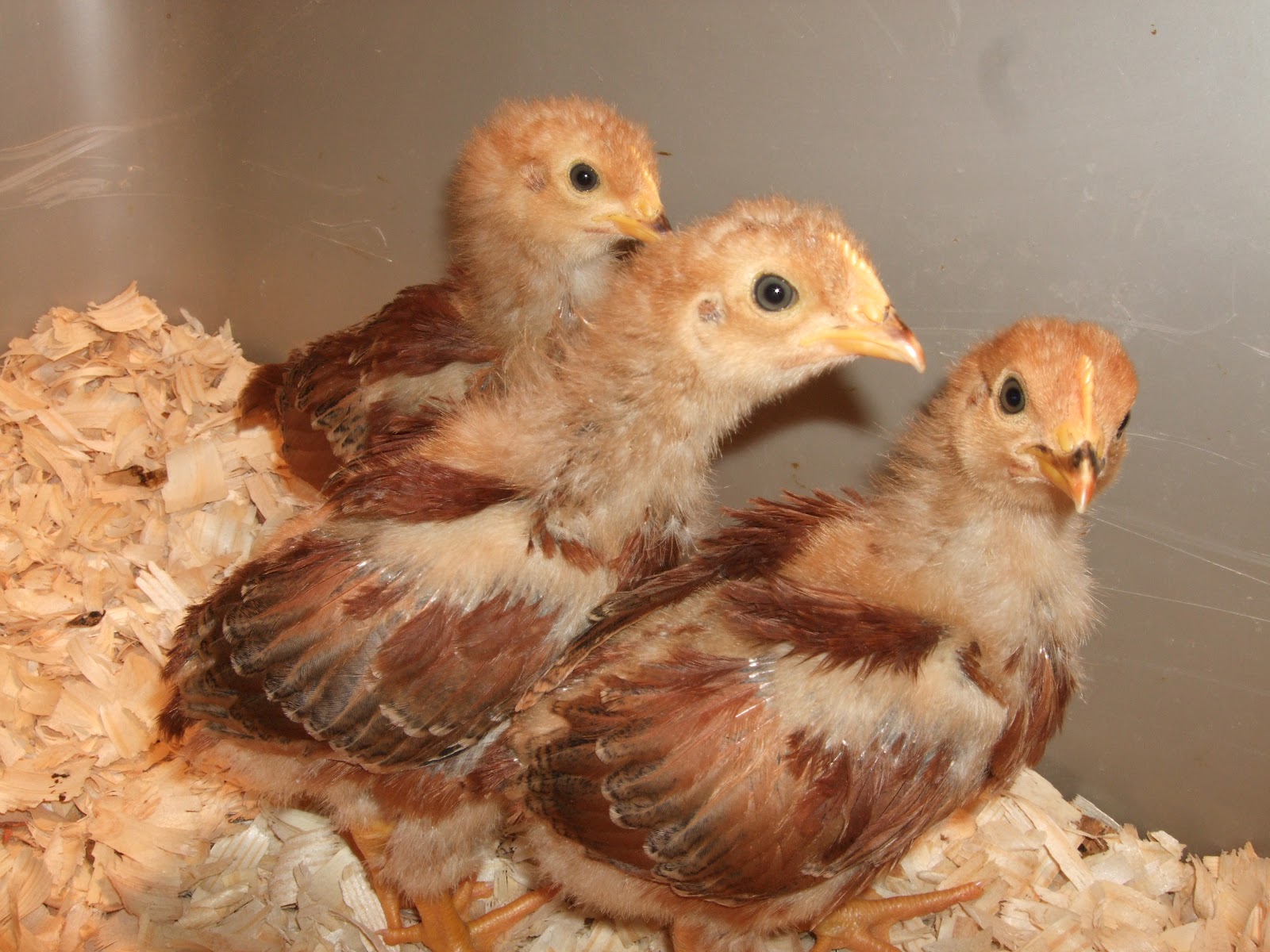 Pam's Backyard Chickens: Meet Our Newest Chicks