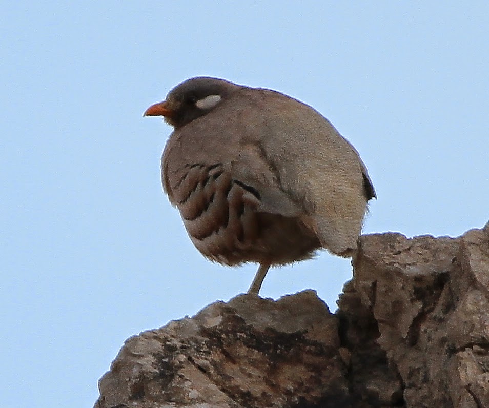 Birding Poole Harbour & Beyond: 30 Nov 14 - Photospot7: Western ...
