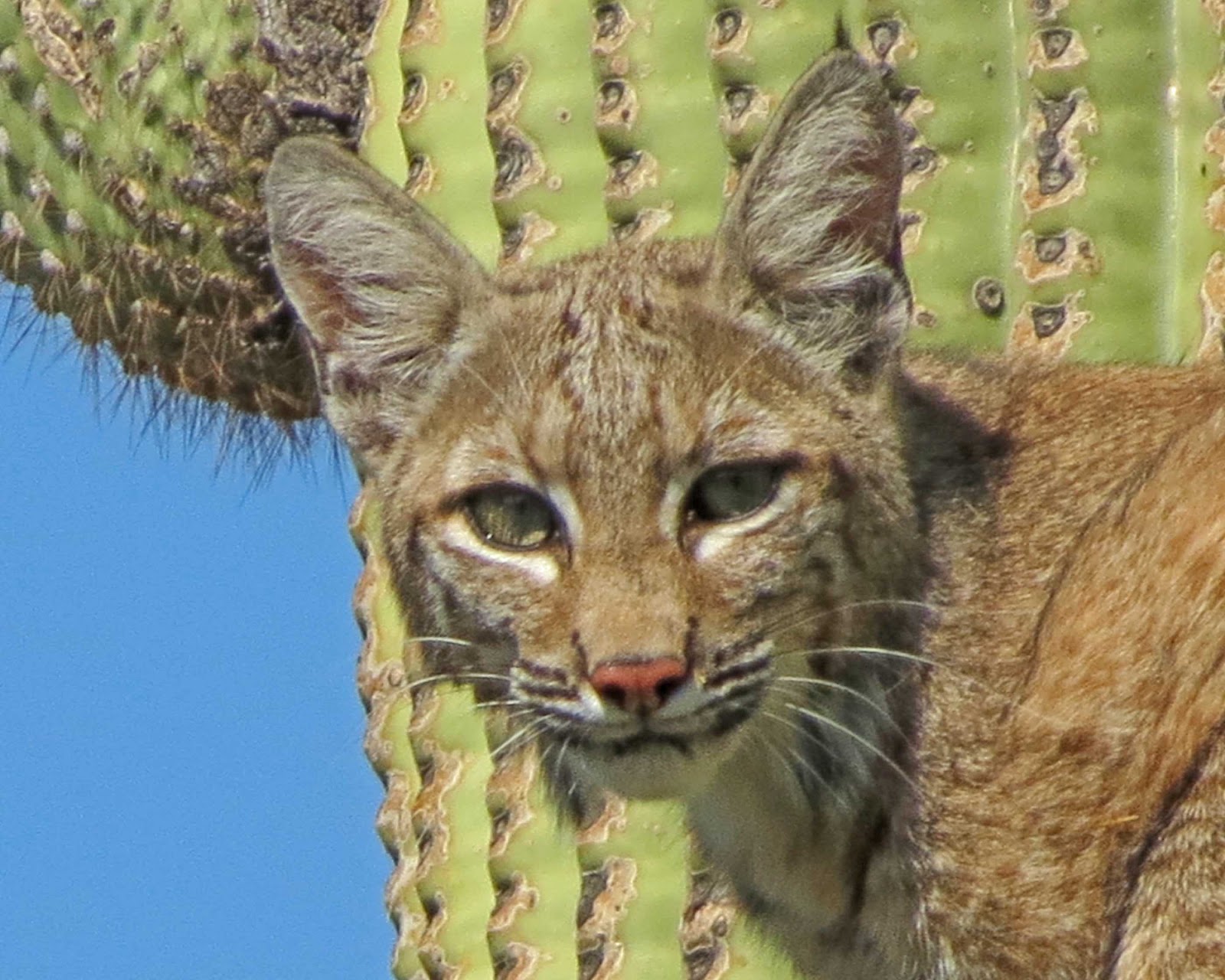 Bobcat | Desert Colors