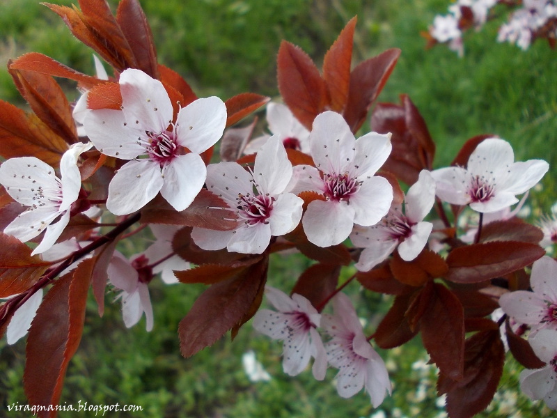 Vérszilva és vadszilvafa virág