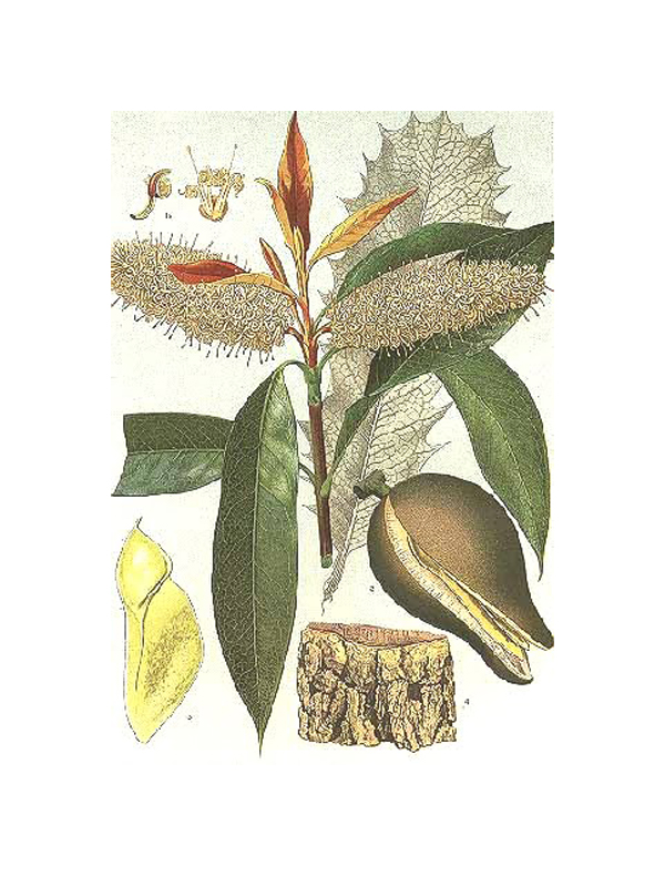 The Ridou Report: Woody Pear, Xylomelum pyriforme