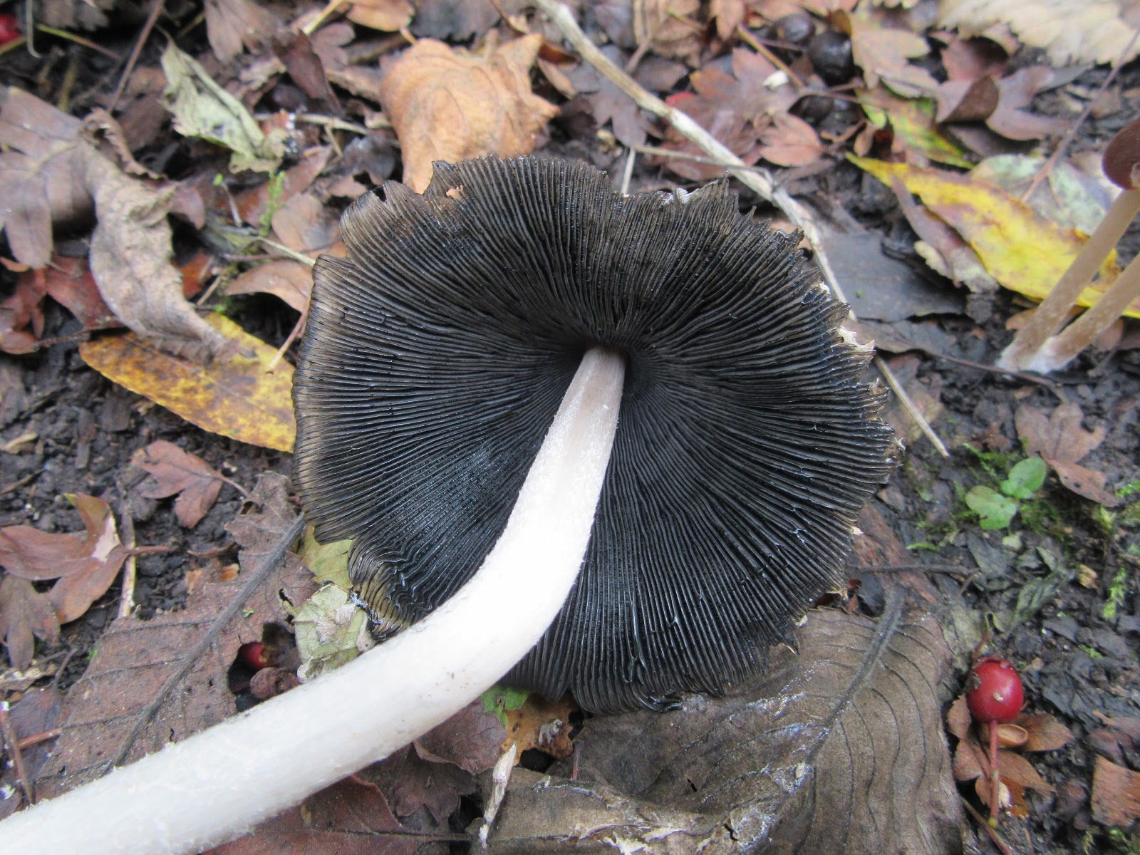 Fungiworld: Coprinus picaceus - Magpie Inkcap