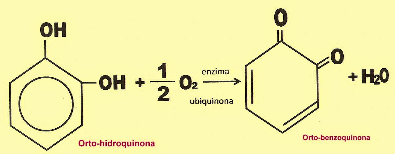 Aprendendo quimica on-line: Fenóis