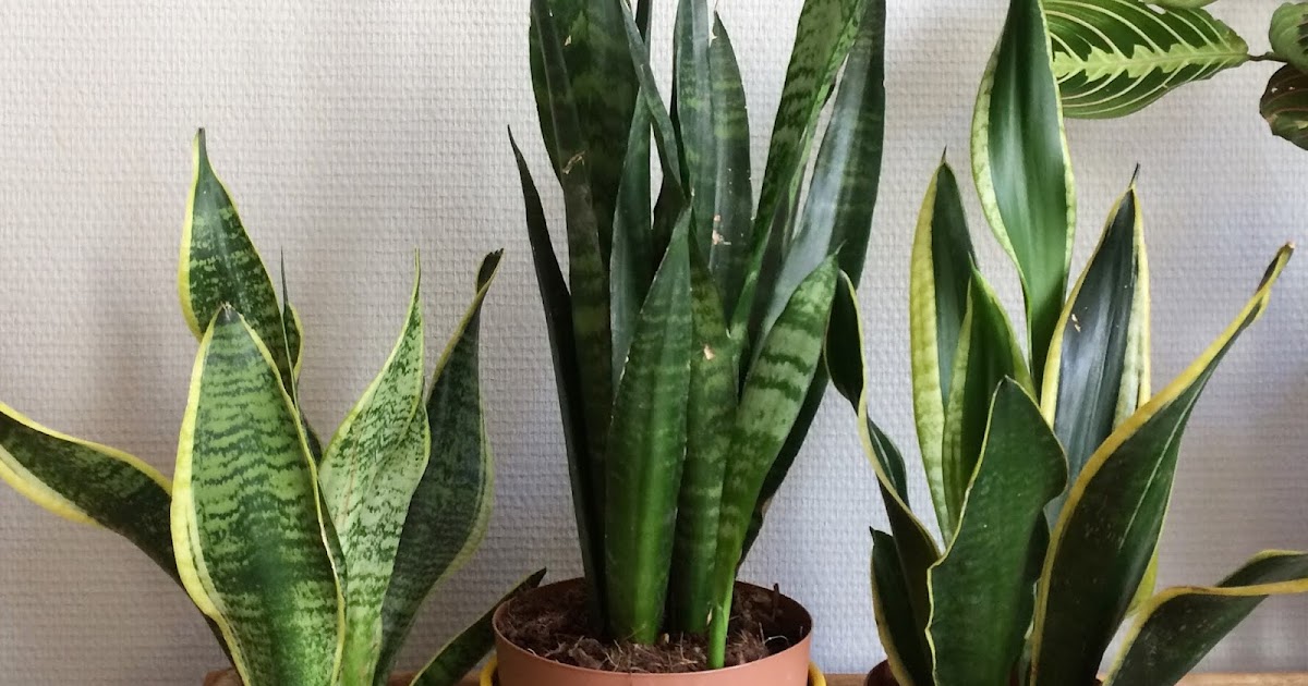 Booster Tanaman Anda!: Tips Tanam Pokok Indoor Dalam Rumah