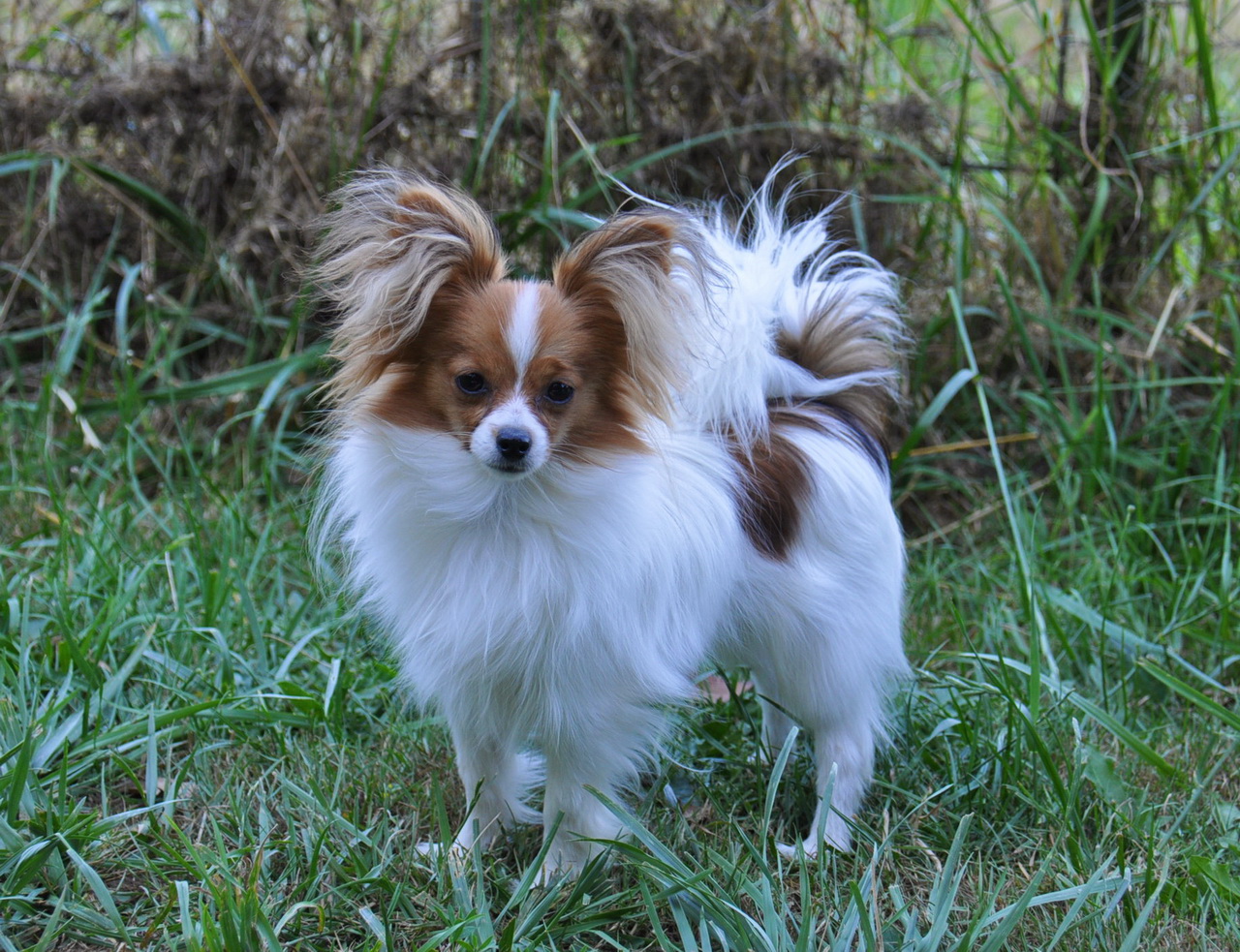 Road's End Papillons : 8 Months old Papillons: Road's End Pirate Babes