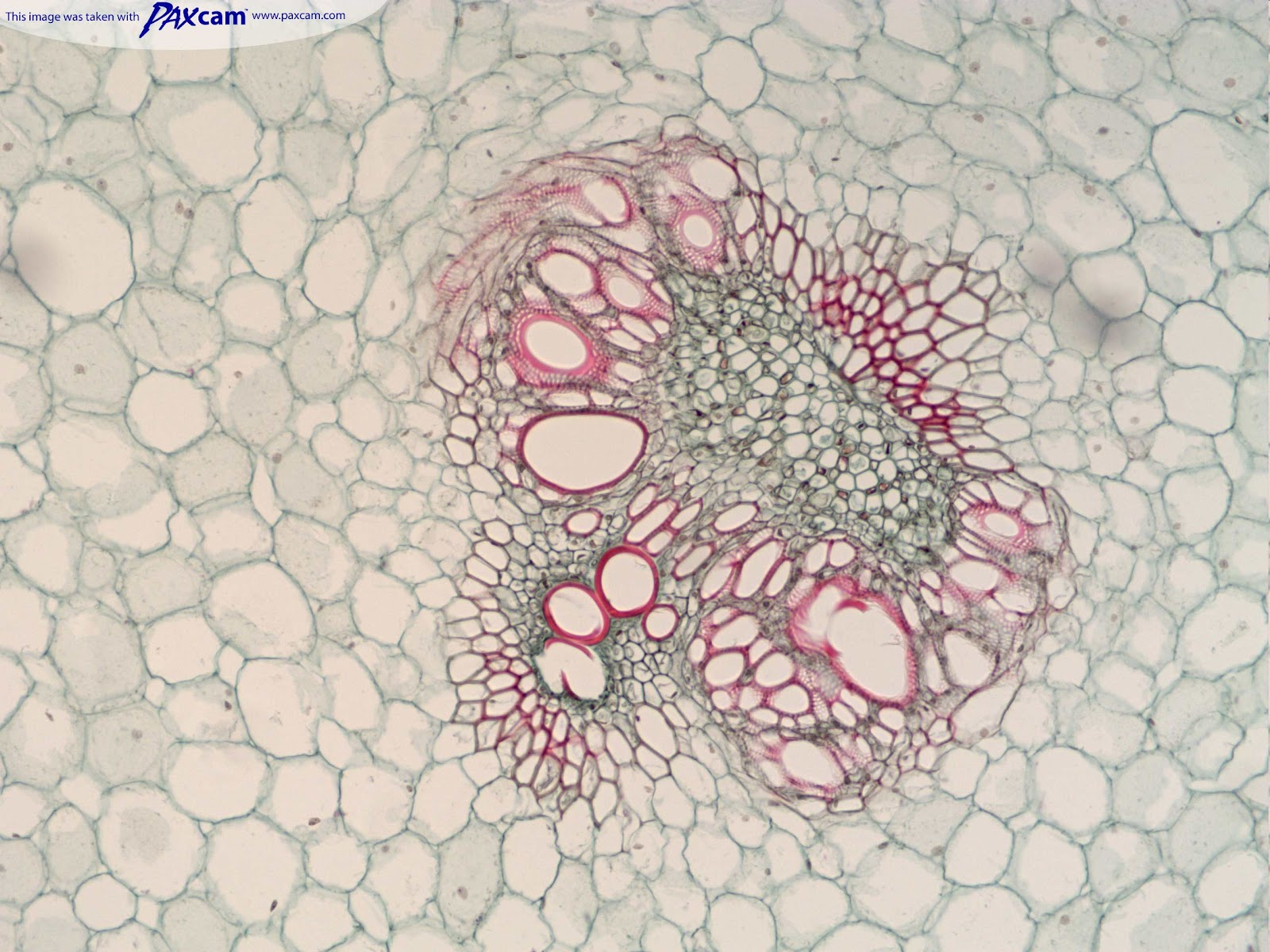 ბიოლოგიის გამოცდის ექსპერიმენტული ნაწილი