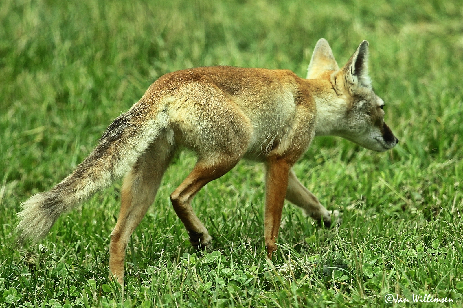 Jan Willemsen Fotografie: ZOO Dierenrijk Nuenen