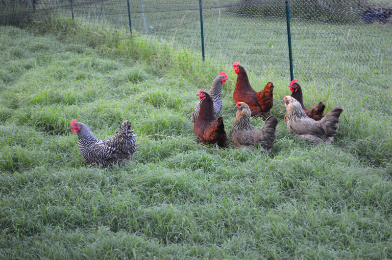 Much Ado About Nothing: June 2013