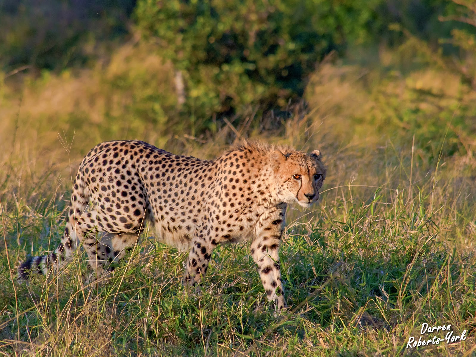 Tintswalo Ranger's Blog: Sightings Report: 3 - 10 June 2013