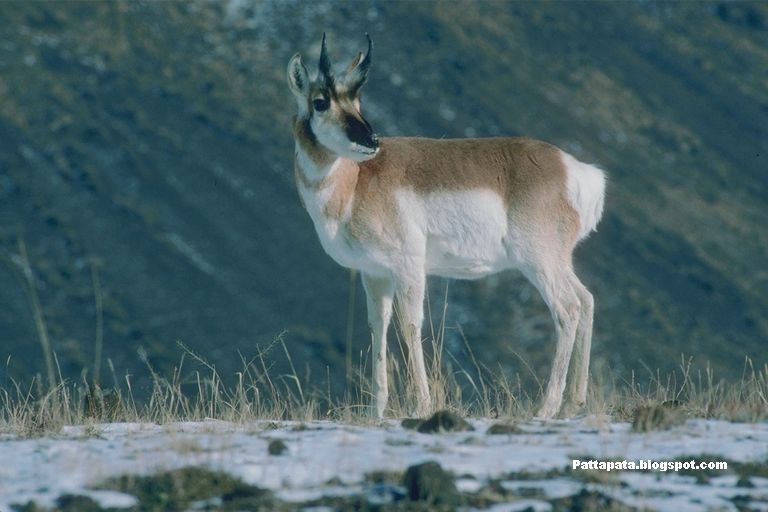 Pictures....පින්තූර : Animal....සත්තු