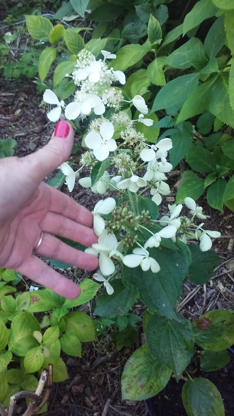 Hydrangea, Hortensja: Hydrangea paniculata ( Hortensja bukietowa ...