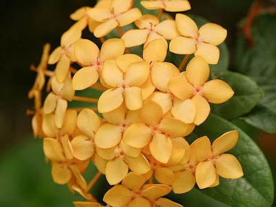 Jom Tanam Bunga: Ixora - Bunga Bermacam Nama